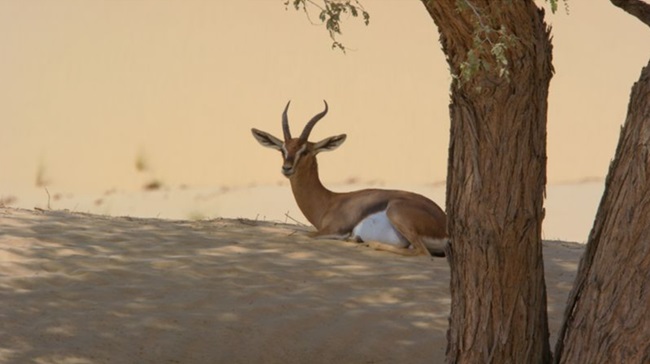 Al Marmoom Desert Conservation Reserve - Sanskriti IAS