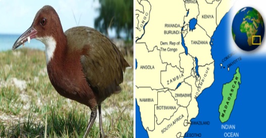 Aldabra rail - Sanskriti IAS