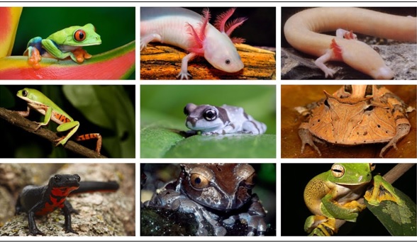 Amphibian species in danger due to climate change - Sanskriti IAS