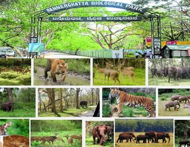 Bannerghatta Biological Park