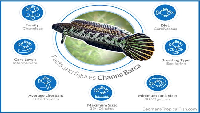 Channa Barka Fish - Sanskriti IAS