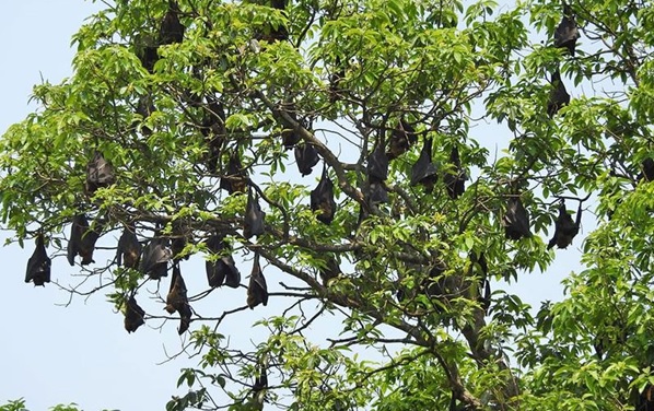 Flying Fox / Bat species of India - Sanskriti IAS