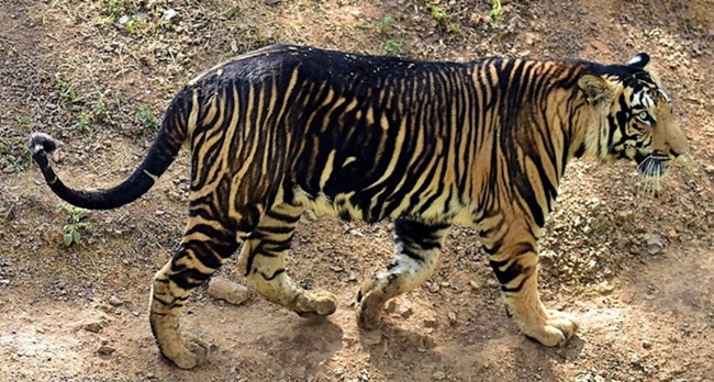 Black Tiger in Simlipal Tiger Reserve - Sanskriti IAS