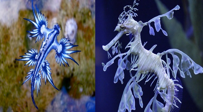 Blue Sea Dragon and Blue Button - Sanskriti IAS