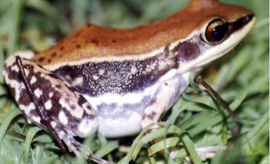 Budgett’s Frog - Sanskriti IAS