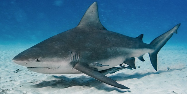 Bull Shark - Sanskriti IAS