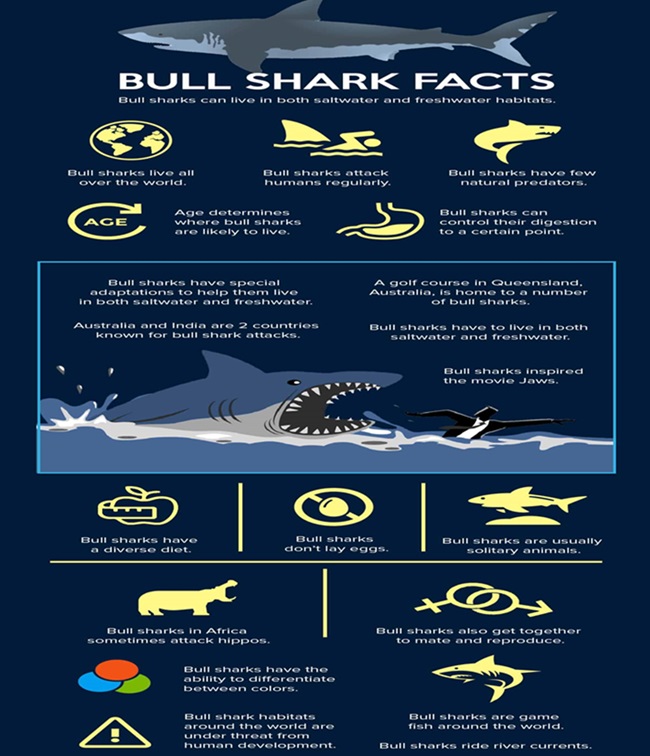 Bull Shark - Sanskriti IAS