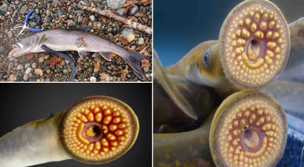 New species of lamprey fish in California - Sanskriti IAS