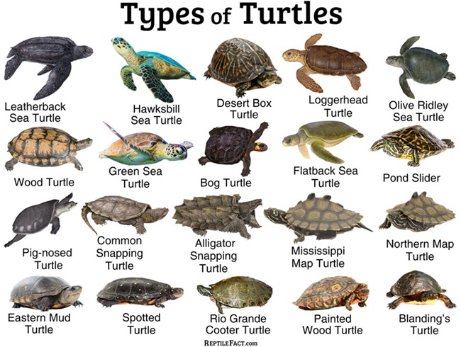 Hawksbill turtle - Sanskriti IAS