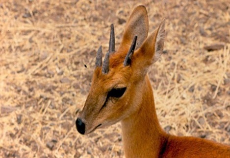 chausinga - Sanskriti IAS