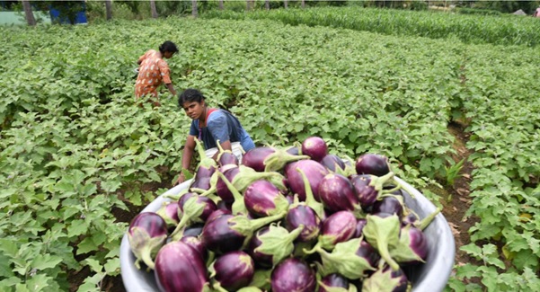 Eyal Vagai Farmers Market: Coimbatore - Sanskriti IAS