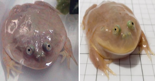 Budgett’s Frog - Sanskriti IAS