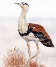 Conservation of Great Indian Bustard - Sanskriit IAS - Sanskriti IAS