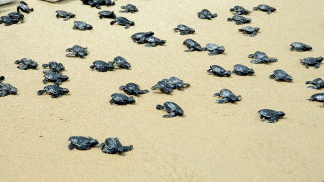 Hatcheries set up for turtles in Tamil Nadu - Sanskriti IAS
