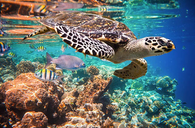 Hawksbill turtle - Sanskriti IAS