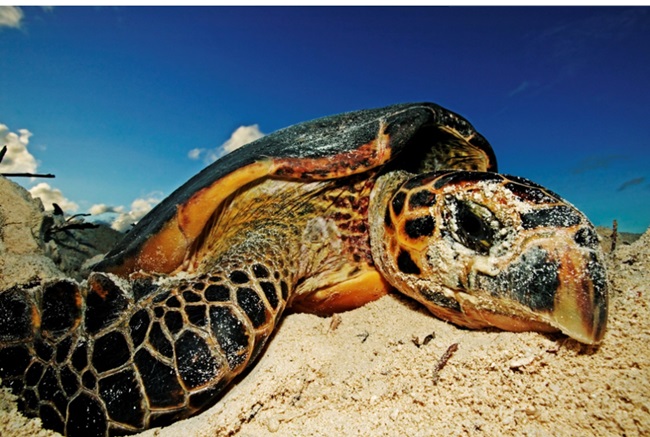 Hawksbill turtle - Sanskriti IAS