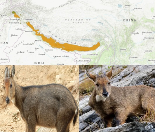 Himalayan Goral - Sanskriti IAS