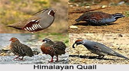 endemic birds in india - Sanskriti IAS