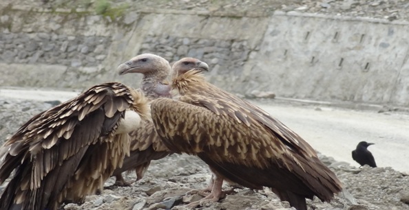 Successful breeding of Himalayan vulture at Guwahati Zoo - Sanskriti IAS