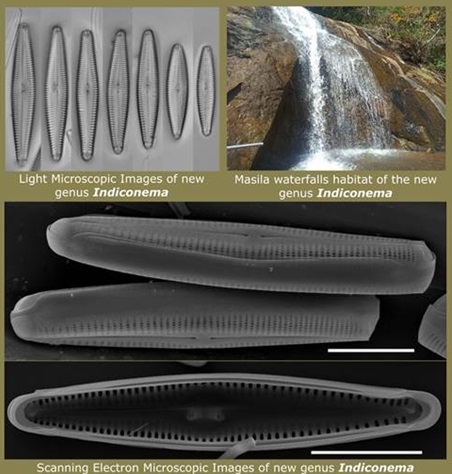 A new species of diatom discovered in the Eastern Ghats - Sanskriti IAS