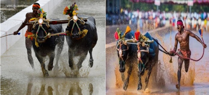 Kambala Race - Sanskriti IAS