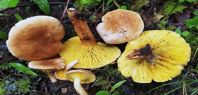 New species of wild mushroom in Himalayan region - Sanskriti IAS