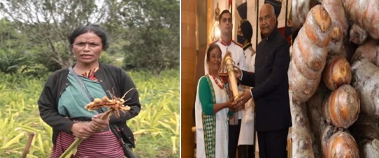 Makhir ginger - Sanskriti IAS