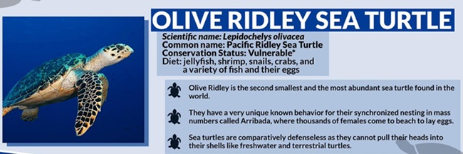 Hatcheries set up for turtles in Tamil Nadu - Sanskriti IAS