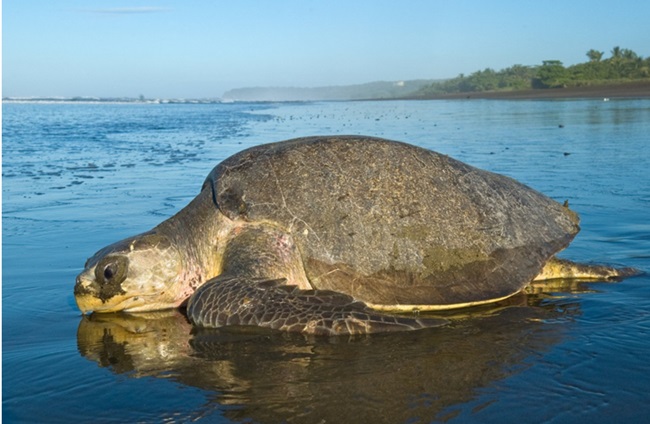 'Olive Ridley' turtles - Sanskriti IAS