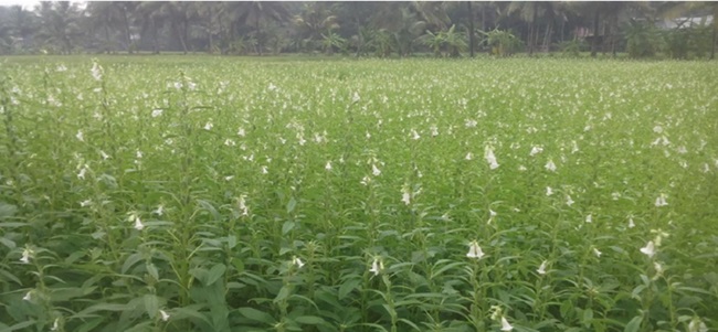 Onattukara sesame - Sanskriti IAS