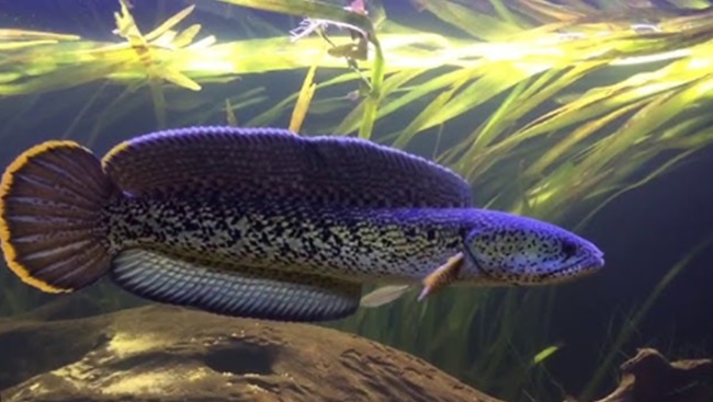 Channa Barka Fish - Sanskriti IAS