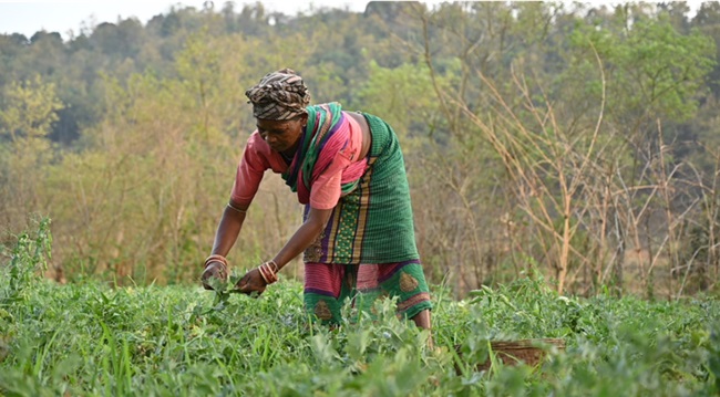 The Paira cropping system - Sanskriti IAS