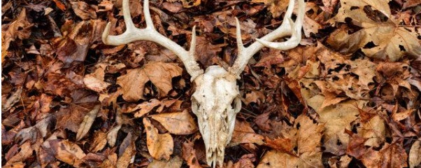 Zombie Deer Disease - Sanskriti IAS