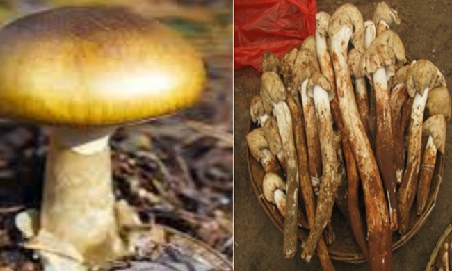 Roen Olmi - Sanskriti IAS