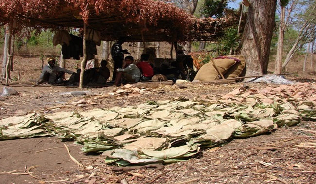 minor forest produce - Sanskriti IAS