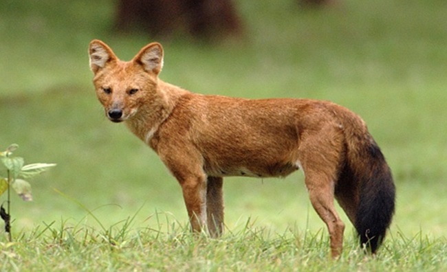asian wild dog - Sanskriti IAS