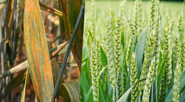 Yellow Rust - Sanskriti IAS