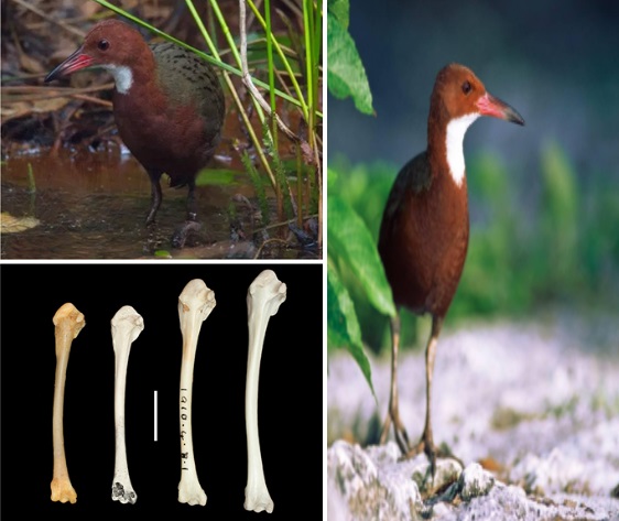 Aldabra rail - Sanskriti IAS