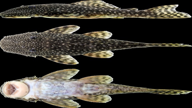 Suckermouth Armored Catfish discovered in Thamirabarani River ...