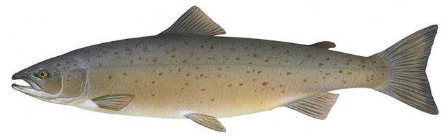 Fish in danger of extinction: IUCN - Sanskriti IAS