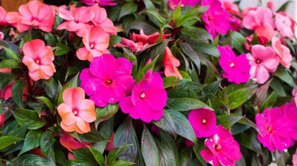 balsam flower - Sanskriti IAS