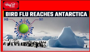 Antarctic penguin dies of bird flu - Sanskriti IAS