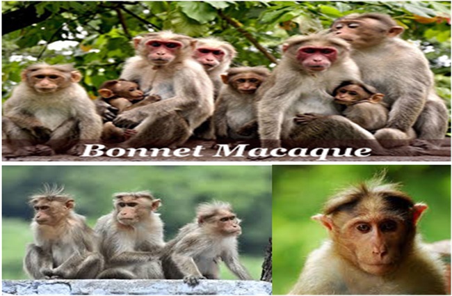 bonnet macaque - Sanskriti IAS