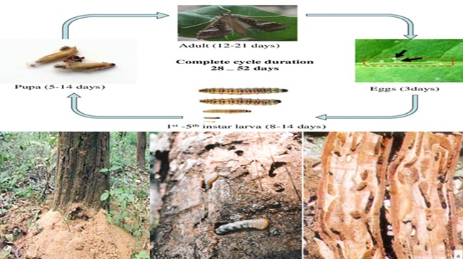 Borer insect attack on sal trees - Sanskriti IAS