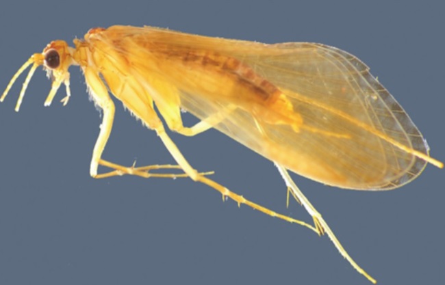 New species of caddisfly discovered - Sanskriti IAS