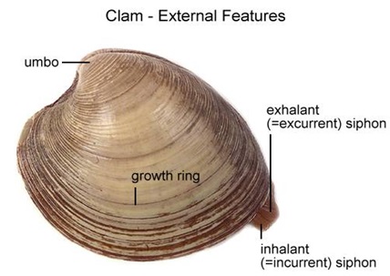 The clam - Sanskriti IAS