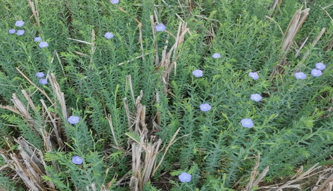 The Paira cropping system - Sanskriti IAS