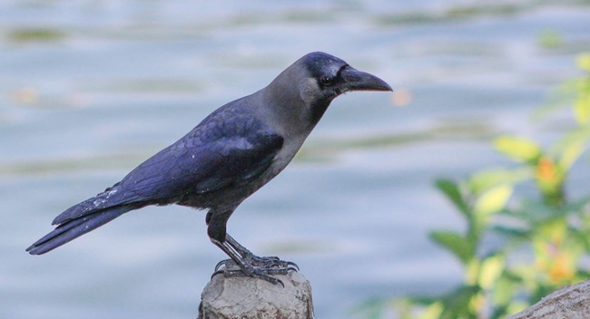 Declaration of extinction of Indian crow species - Sanskriti IAS