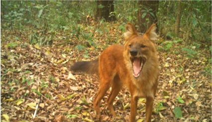 Asian wild dog-tiger coexistence - Sanskriti IAS