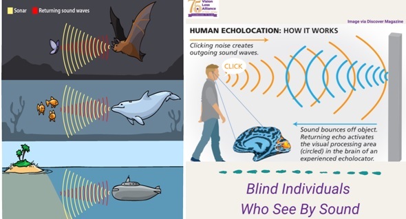 echolocation - Sanskriti IAS